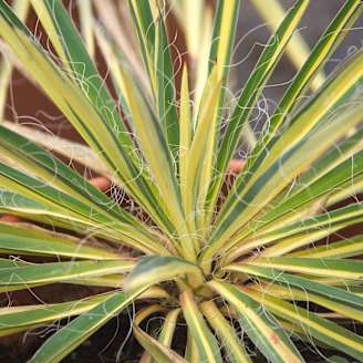 Yucca | achat en ligne - Gamm vert
