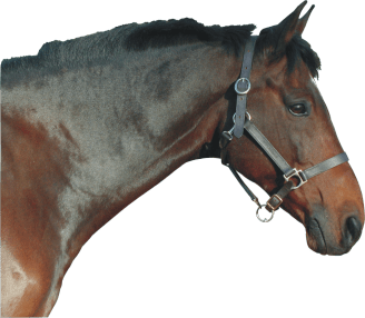 Licol, bride & filet pour cheval - Gamm vert