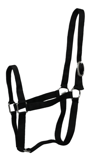 Licol, bride & filet pour cheval - Gamm vert