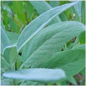 Sauge officinale - Salvia officinalis - Gamm vert