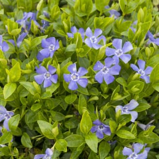 Pervenche - Vinca - Gamm vert