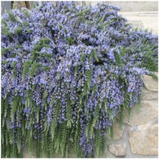 Romarin rampant - Rosmarinus officinalis - Gamm vert