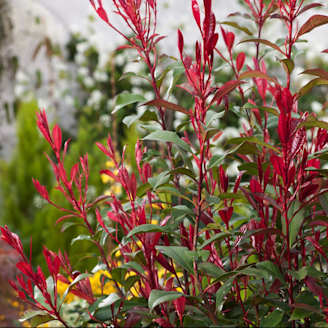 Arbustes de haie | achat en ligne - Gamm vert