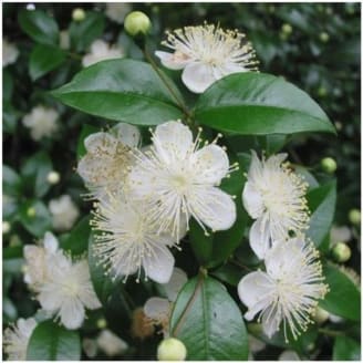 Myrte - Myrtus - Gamm vert