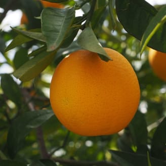 Oranger - Gamm vert