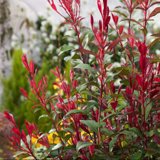 Arbustes de haie | achat en ligne - Gamm vert