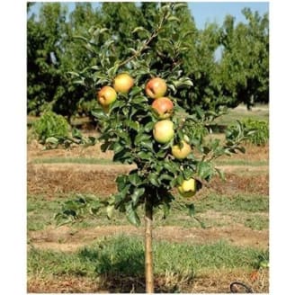 Pommier - Malus - Gamm vert