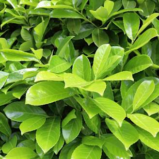 Laurier-cerise - Prunus laurocerasus - Gamm vert