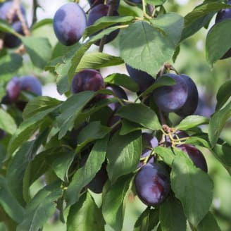 Arbre fruitier nain | achat en ligne - Gamm vert