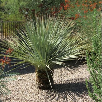 Yucca | achat en ligne - Gamm vert