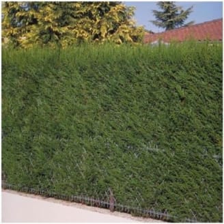 Haie de thuya | achat en ligne - Gamm vert