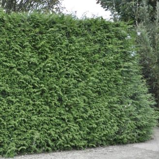 Haie de thuya | achat en ligne - Gamm vert