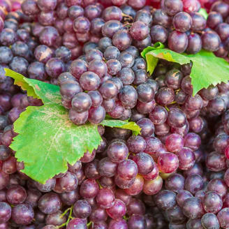 Vigne - Vitis vinifera - Gamm vert