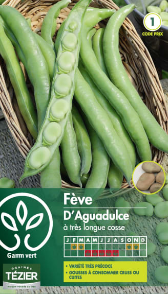 Graines de fèves - Gamm vert