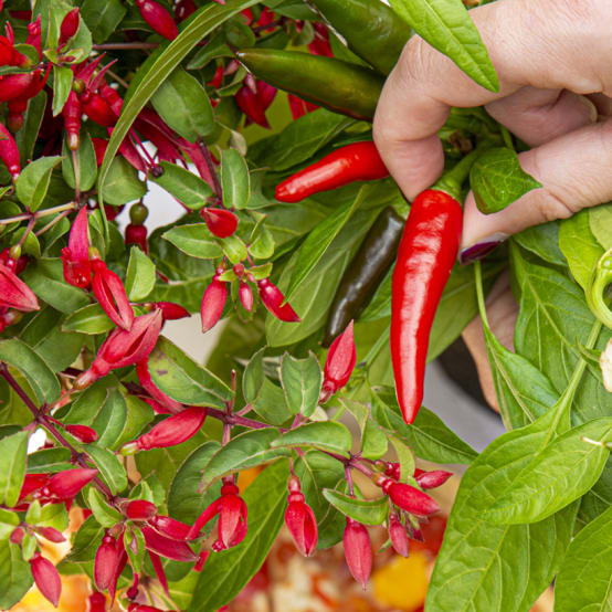 Fuchsia Chilli Red Pot de 3L/4L - Gamm vert