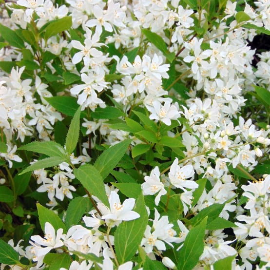 Deutzia Yuki Snowflake - Deutzie Pot de 2L/3L - Gamm vert