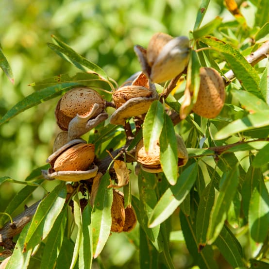 Amandier Marcona Pot de 7,5L/10L, Demi-Tige - Gamm vert