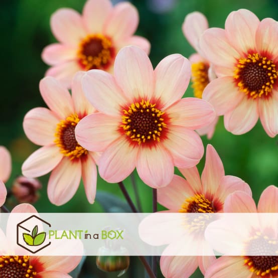 Dahlias - Set de 6 - Dahlia 'Happy Single' - Bulbes à fleurs - Orange ...