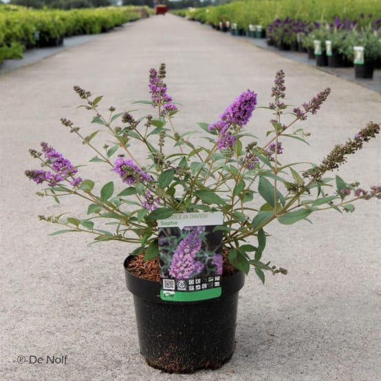 Buddleia davidii Sophie - Arbre à papillons Pot de 2L/3L - Gamm vert