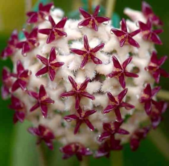 Hoya erythrostemma sukkirin Naratiwat (Fleur de porcelaine, fleur de ...
