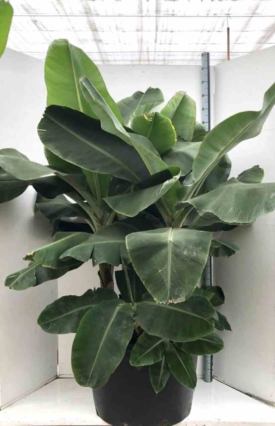 Bananier Musa acuminata cv. SPECIMEN Super dwarf Cavendish Couleur ...