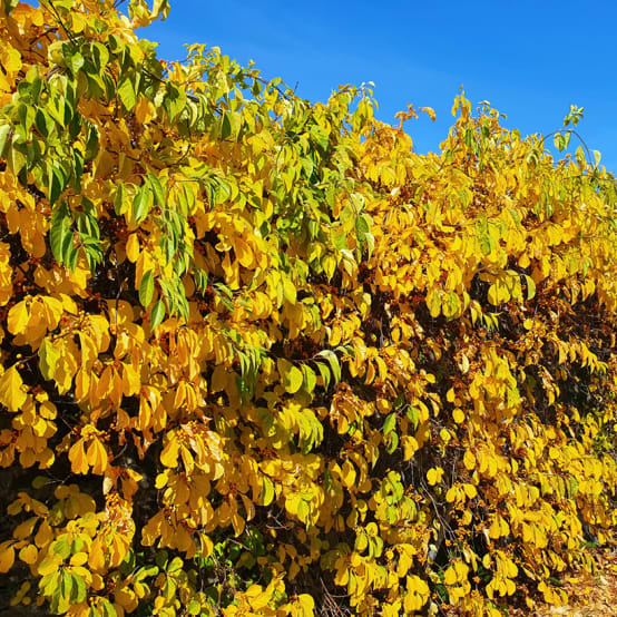 Celastrus orbiculatus Hercules - Célastre ou Bourreau des arbres (mâle ...