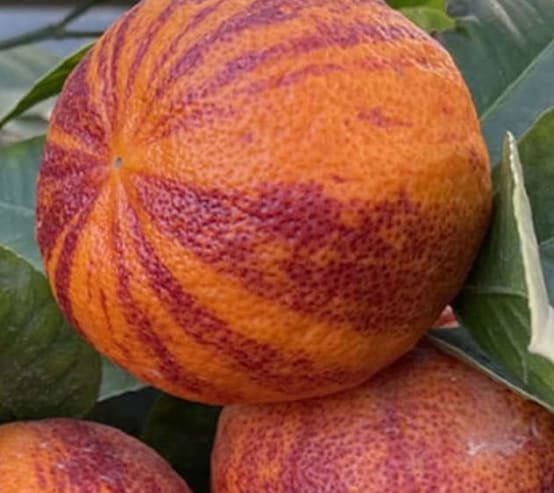 Citrus x sinensis 'Arcobal' ( l'orange Tigre) Couleur floraison:Blanc ...