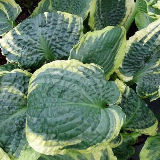 Hosta Lakeside Prophecy Fulfilled Pot de 1,5L/2L - Gamm vert