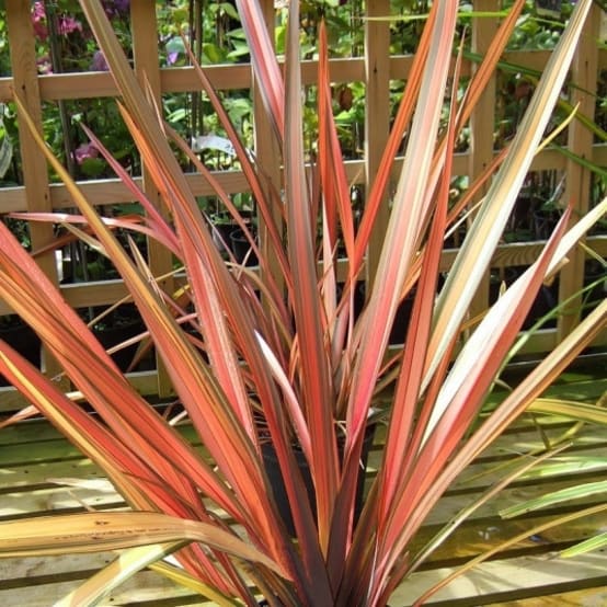 Phormium cookianum Maori Maiden - Lin de Nouvelle-Zélande Pot de 4L ...
