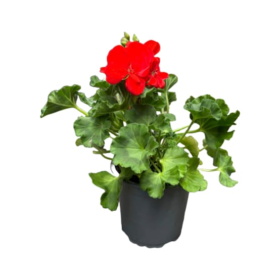Géranium zonal rouge pot 10.5cm - Gamm vert