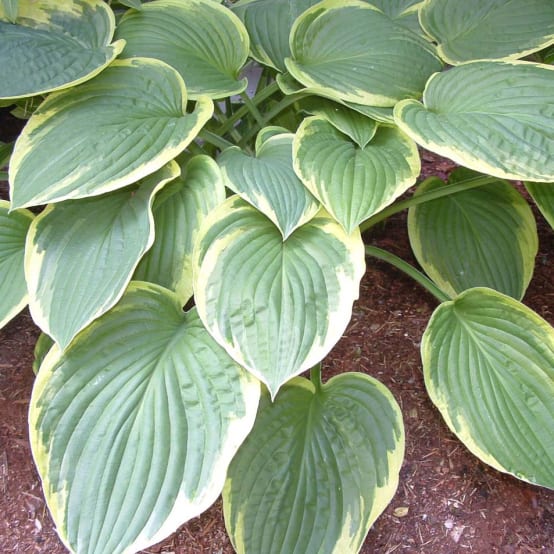 Hosta Christmas Tree Pot de 1L/1,5L - Gamm vert
