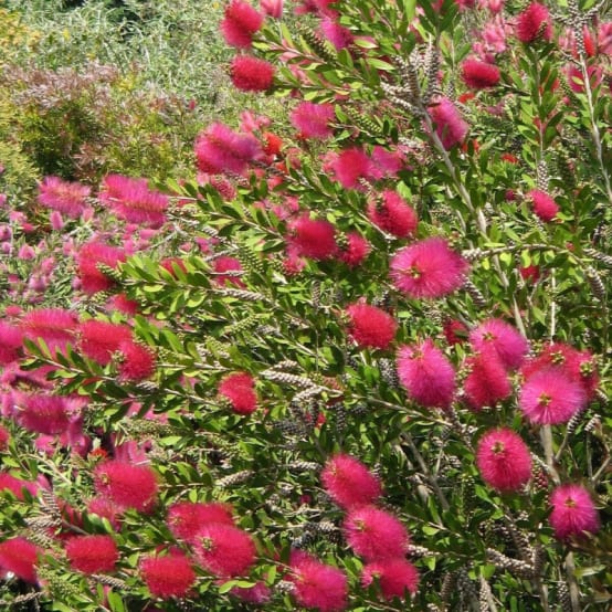 Rince-bouteilles Hot Pink® 'KK01', Callistemon à fleurs Rose ...