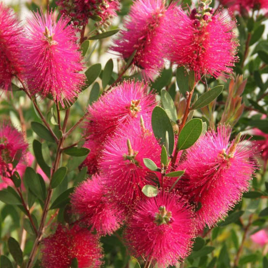Rince-bouteilles Hot Pink® 'KK01', Callistemon à fleurs Rose ...
