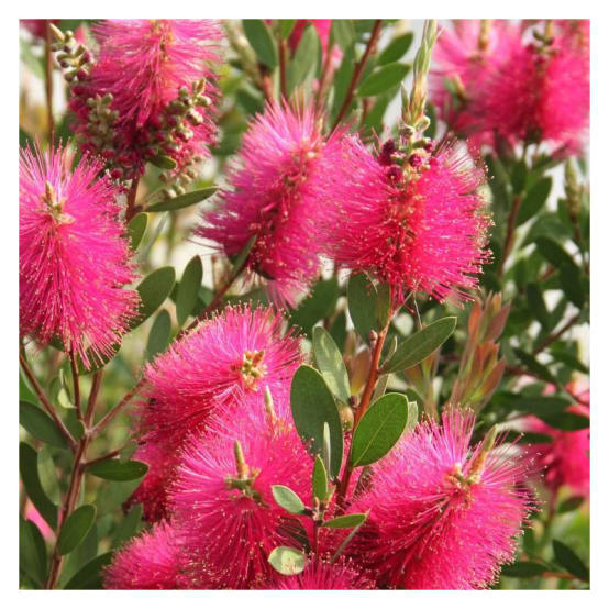 Rince-bouteilles Hot Pink® 'KK01', Callistemon à fleurs Rose ...