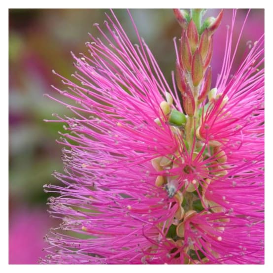 Rince-bouteilles Hot Pink® 'KK01', Callistemon à fleurs Rose ...