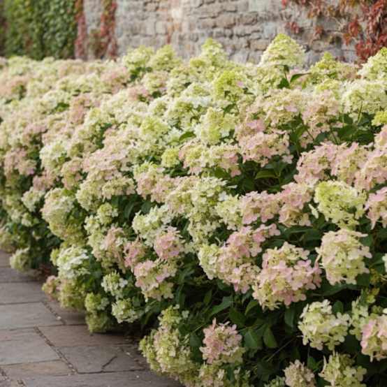 hydrangea paniculata unique hauteur