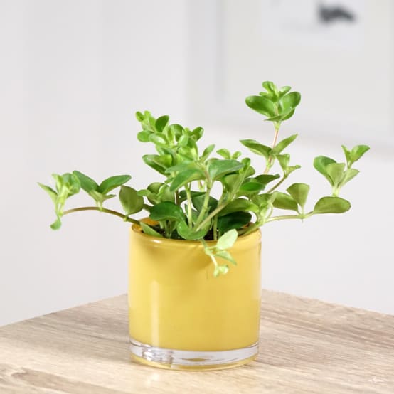 Peperomia rotundifolia Mini-plante - Gamm vert