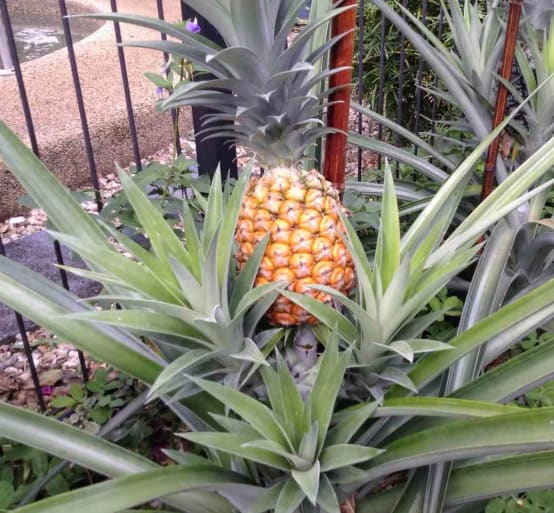 Ananas comosus Taille:Pot de 1 litre ? 20/30 cm - Gamm vert