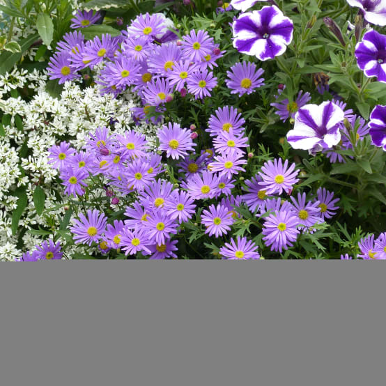 Brachycome Brasco Violet Godet de 8/9 cm - Gamm vert