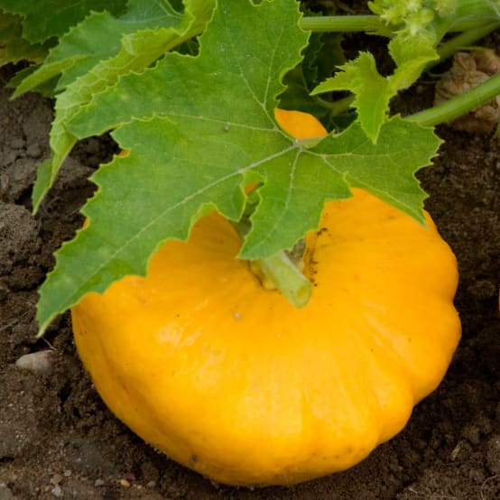 Courge Pâtisson orange - Cucurbita pepo Graines - Gamm vert