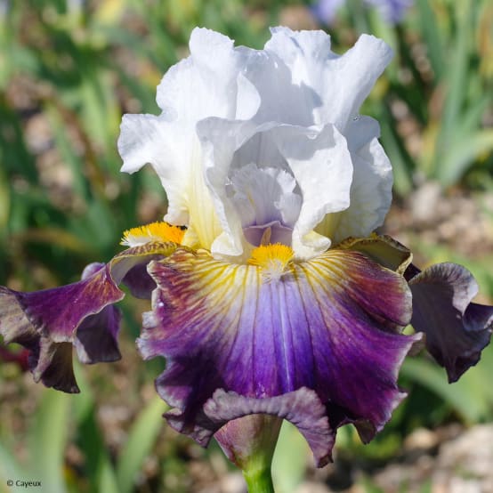 Iris germanica Surface Irisée - Iris des Jardins Rhizome, Calibre 10/15 ...