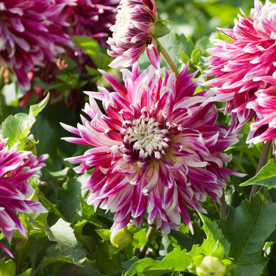 Dahlias - Set de 3 - Dahlia 'Vancouver' - Bulbes à fleurs - Rose - Gamm ...