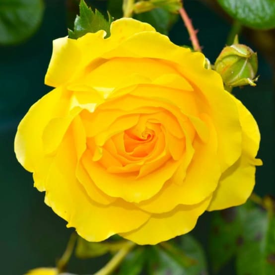 Rosier Tige 'Eurostar' - Racines nues - Tige de 45cm - Pépinières ...