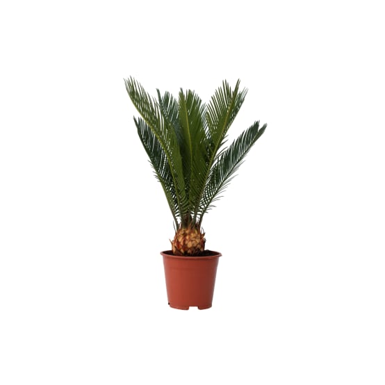 Sagou du Japon - Cycas revoluta - Hauteur 45-60cm - ⌀15cm - Gamm vert