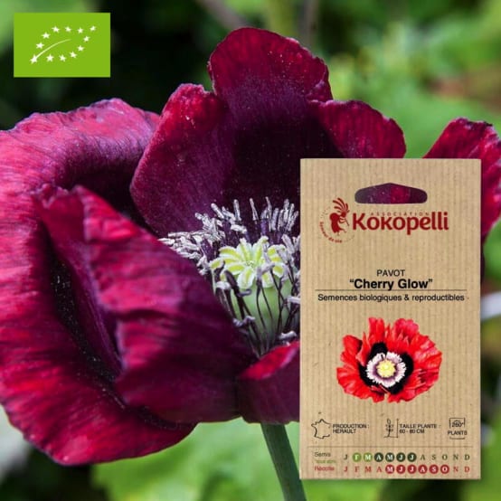 Graines bio à semer - Pavot Cherry Glow- Association Kokopelli - Gamm vert