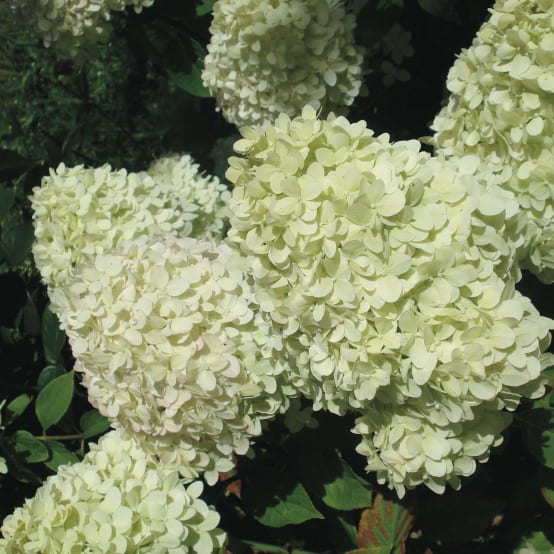 Hydrangea paniculata Limelight - Hortensia paniculé Pot de 3L/4L Tige ...