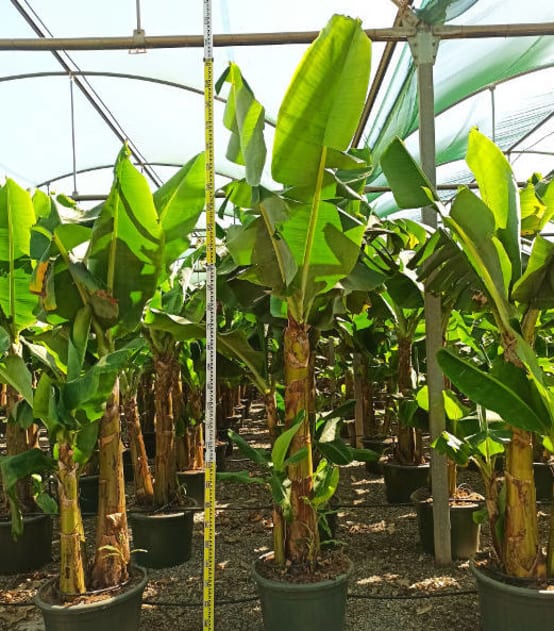 Phoenix roebelenii (Dattier du Laos, palmier dattier nain) SPÉCIMEN ...