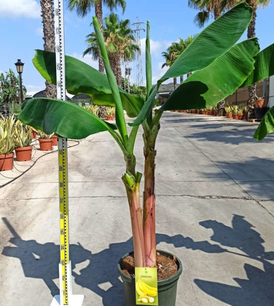 Phoenix roebelenii (Dattier du Laos, palmier dattier nain) SPÉCIMEN ...