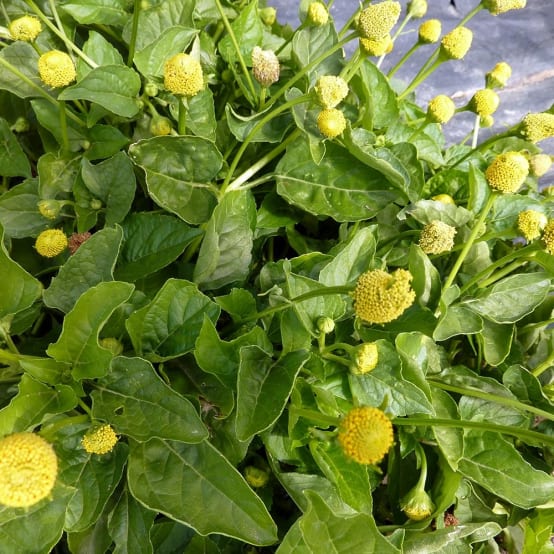 Brède Mafane - Cresson du Pará Godet de 7/8 cm - Gamm vert