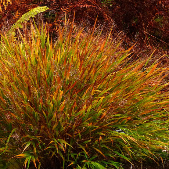 Herbe du Japon - Hakonechloa macra Nicolas Godet de 8/9 cm - Gamm vert